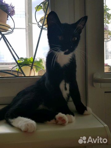 Я жду лучшую маму) Котенок Миша