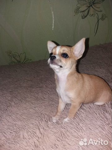 Милашка-Чихуашка