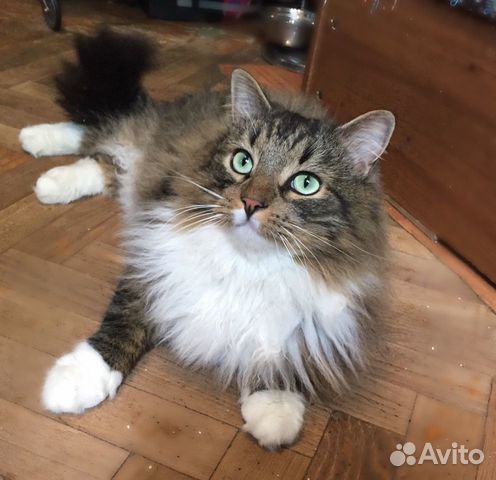 Отдадим в дар сибирского котика