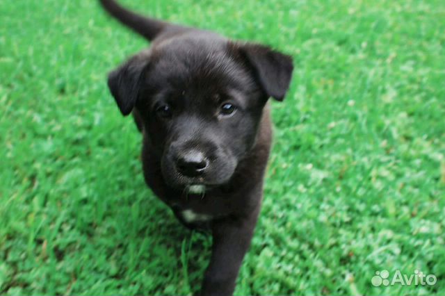 Щенки чернобурые лисички