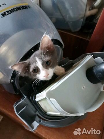 Отдам подкидышей