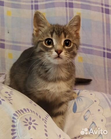 Вася-Василиса