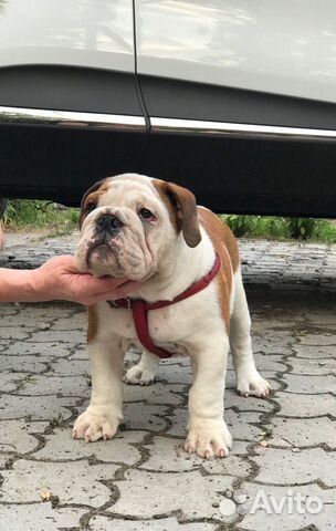 Щенок английского бульдога