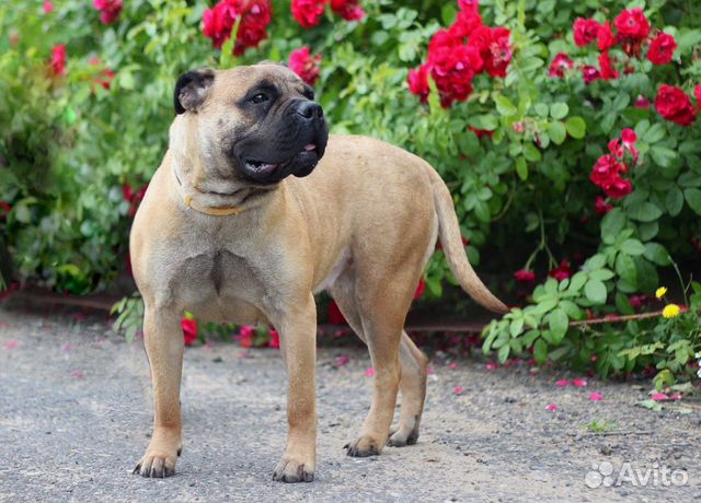 Самая нежная бульмастиф Зайка ищет дом