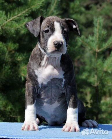 Амстаффорд, девочка, тигровая, привита