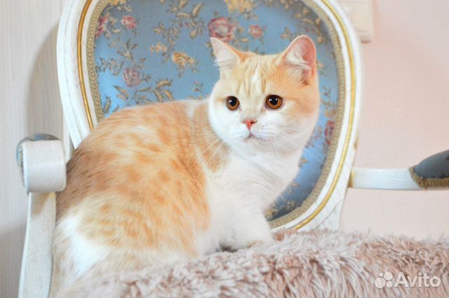 Породистый британский котенок