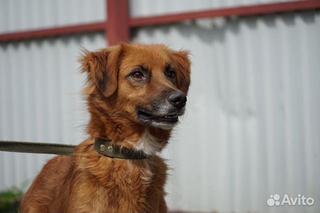 Милый парень Лорд в добрые руки