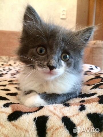 Котёнок ищет дом