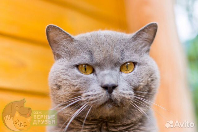 Кот Кокос ищет дом