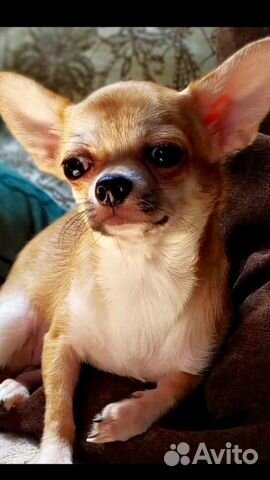 Маленькая чишка