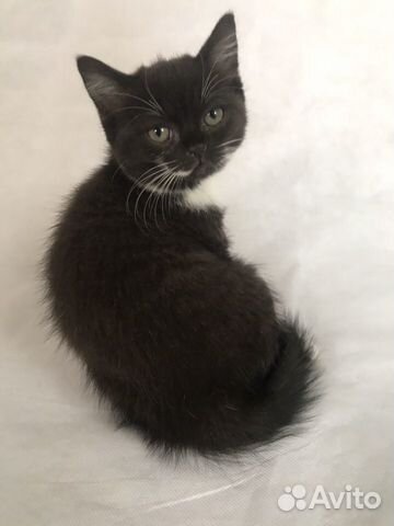 Кошечка скотиш-страйт