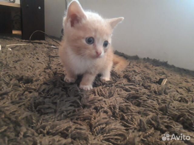 Котята
