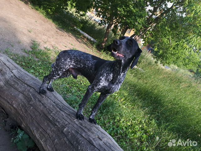 Вязка сеттер