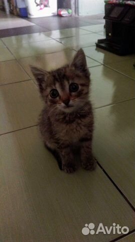 Котёнок 8 недель девочка