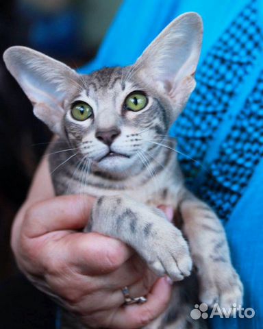 Сальви, мраморный зеленоглазый мальчишка