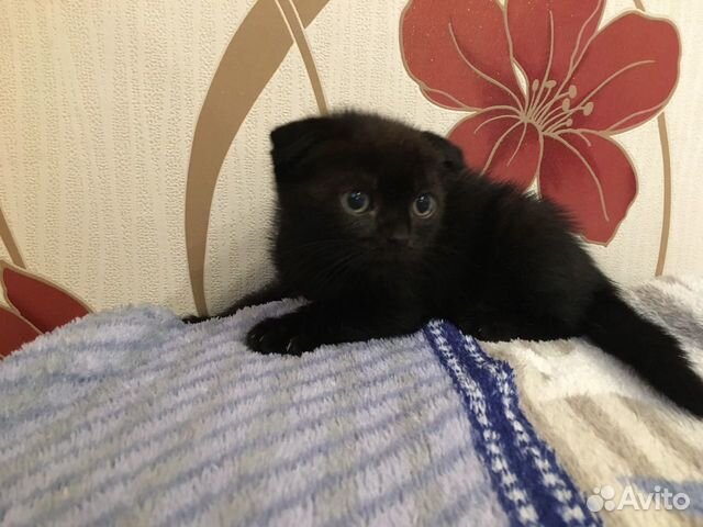 Котёнок