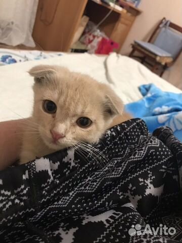 Котёнок