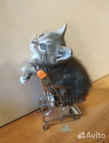 Котёнок девочка Тигра в добрые руки