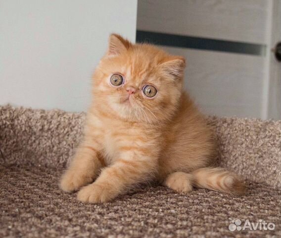 Симба