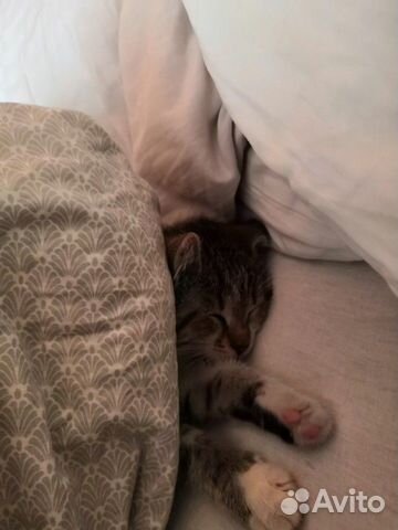 Трескучий котенок