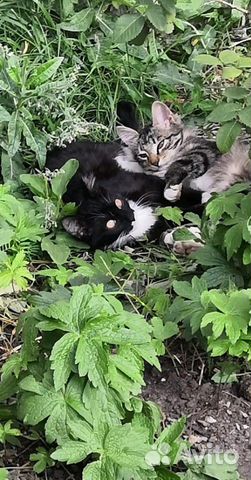Котята примерно 3 месяца