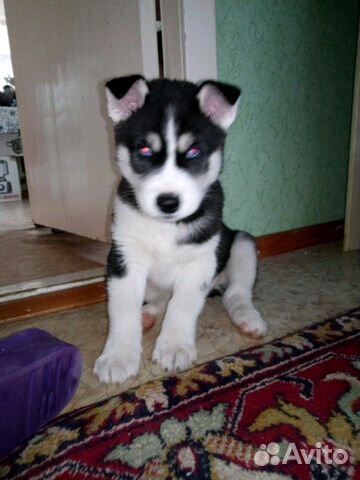 Продаётся щенок хаски