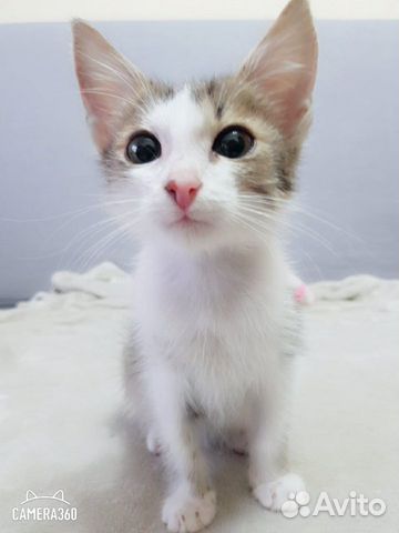 Домашний котенок ищет хозяев