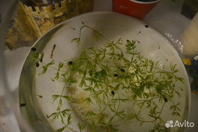 Отдам мальков гуппи