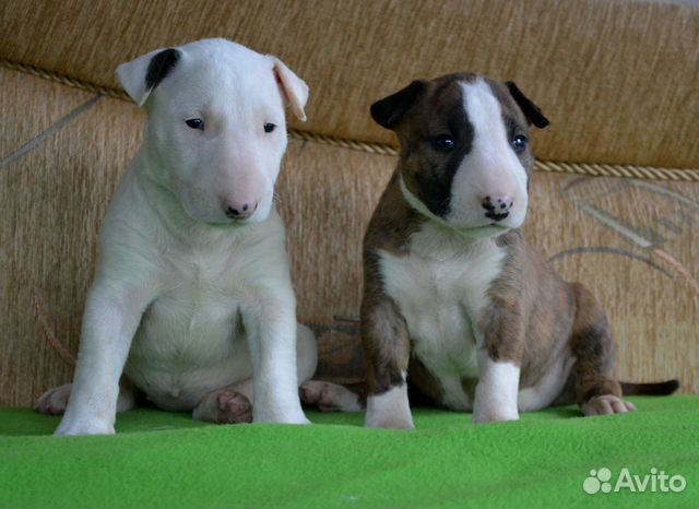 Продаю щенков бультерьера