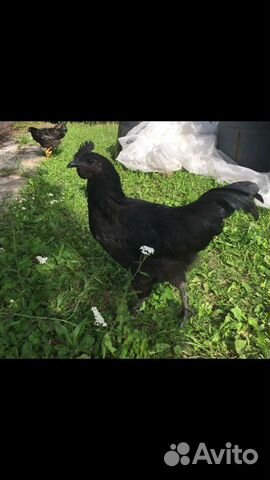 Петухи ухейилюй