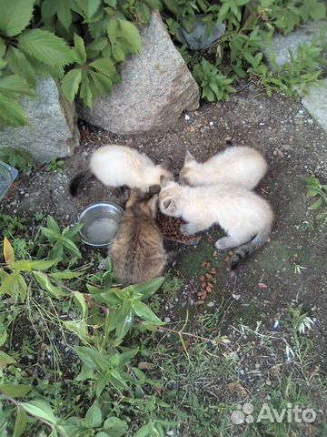 Отдам котёнка или котят в хорошие руки смесь перса