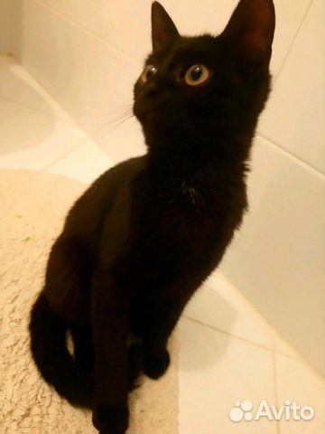 Отдам катёнка в хорошие руки В подарок лоток