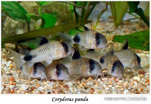 Сомики Панда,Джули, Пигмей. Лорикария