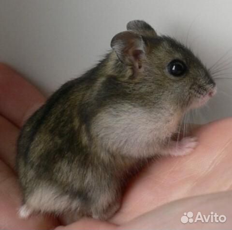 Джунгарский хомяк