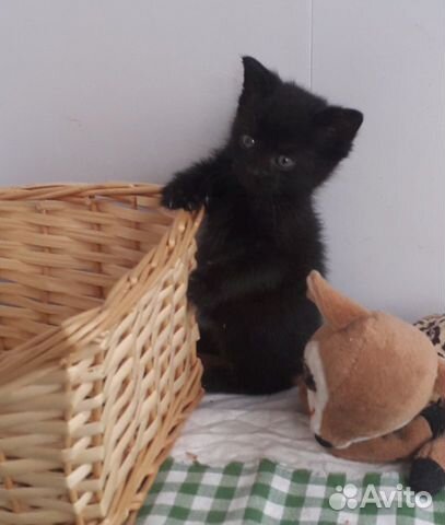 Маленькое счастье в добрые руки