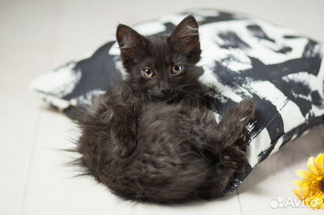 Котенок Маратик