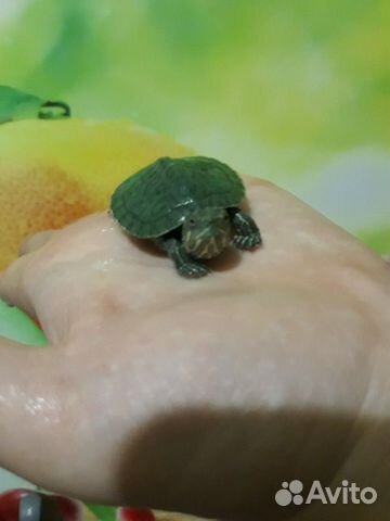 Черепаха