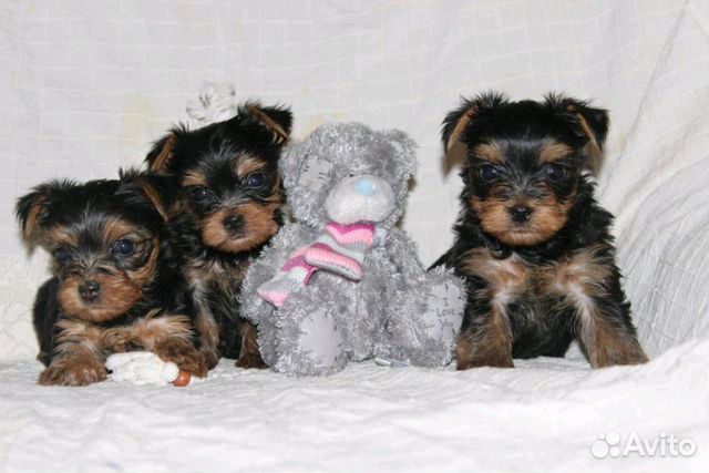 Йорики и бивер йорк