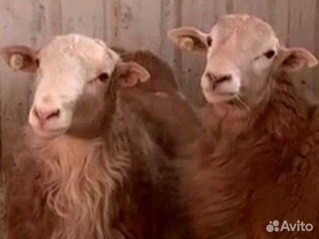 Катумские овцы