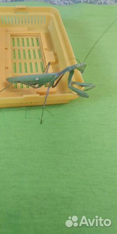 Богомол самец