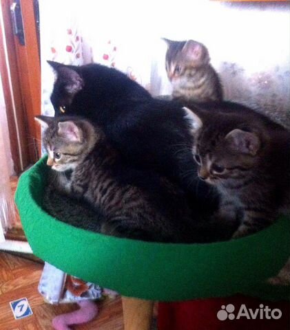 Котята
