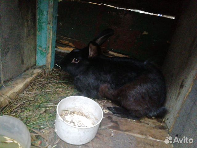 Крол производитель