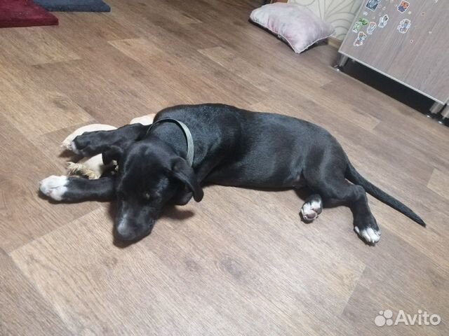 Щенок помесь питбуля (кобель)