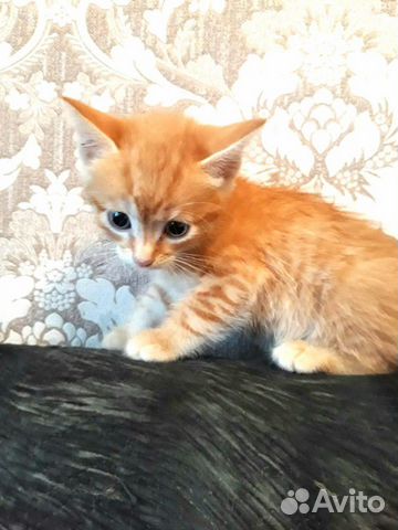 Рыжий Котёночек