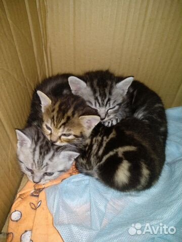 Шотландские котята (скоттиш-фолд)