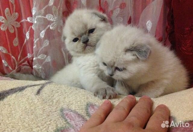 Вислоухие котята