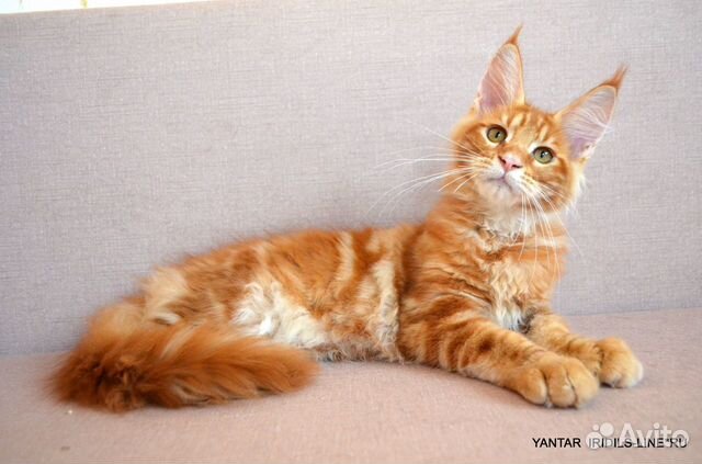 Очаровательный котейка мейн-кун