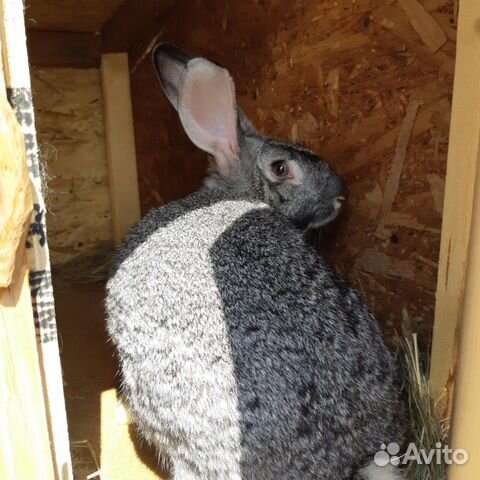 Кролики и клетки