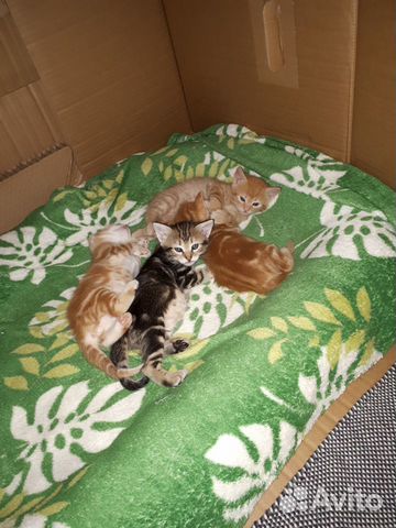 Отдам ласковых котят даром в хорошие руки