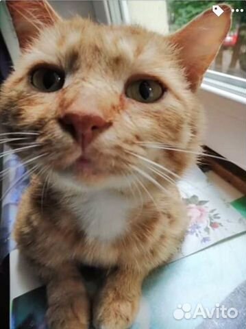 Кот Лучик солнца в добрые руки